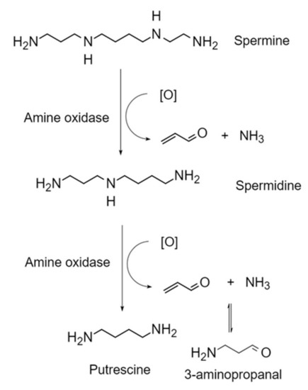 The Role of Acrolein in Neurodegenerative Diseases and Its Protective ...