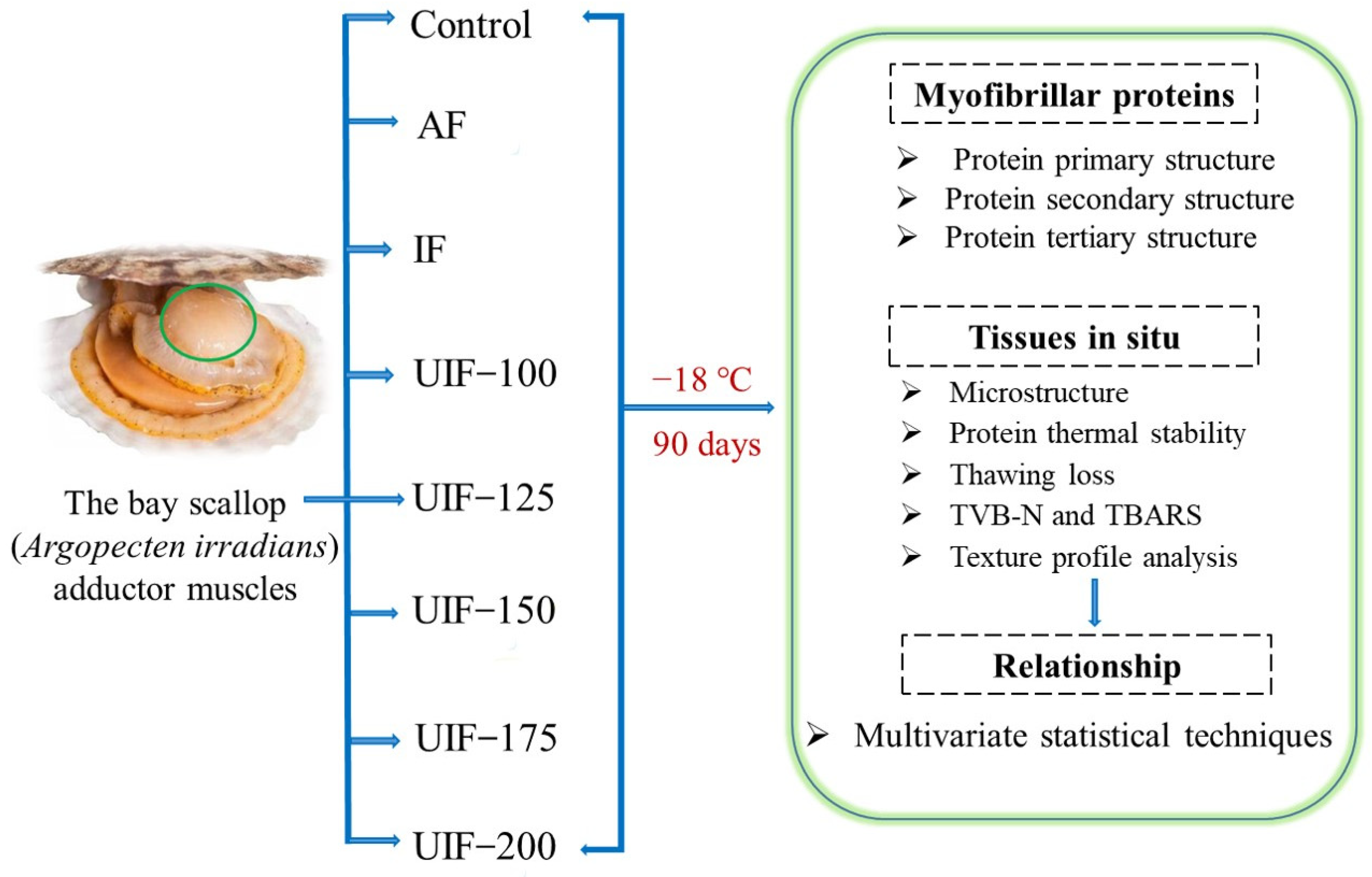 Effects of Ultrasound-Assisted Immersion Freezing on the Protein ...