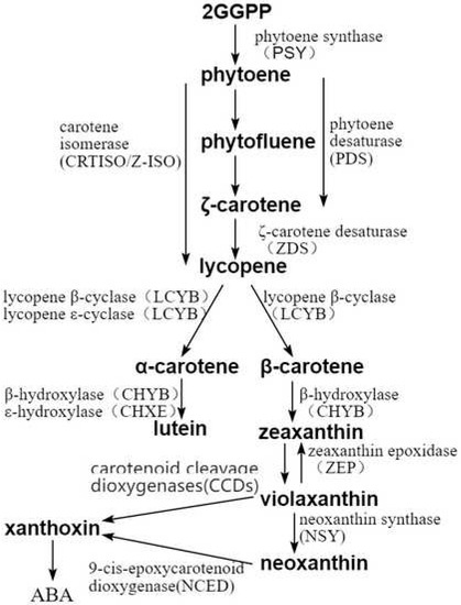 Study on the Drying Technology of Tomato Pulp with Phytoene ...