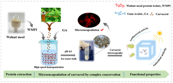 Microencapsulation of Carvacrol by Complex Coacervation of Walnut Meal ...