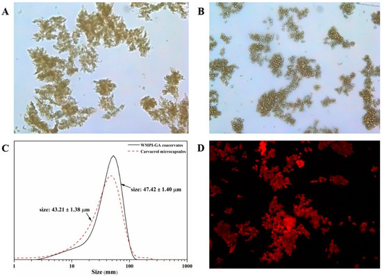 Microencapsulation of Carvacrol by Complex Coacervation of Walnut Meal ...