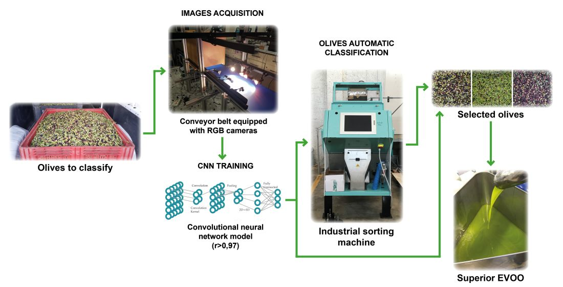 Foods | Free Full-Text | Olive Fruit Selection through AI Algorithms ...
