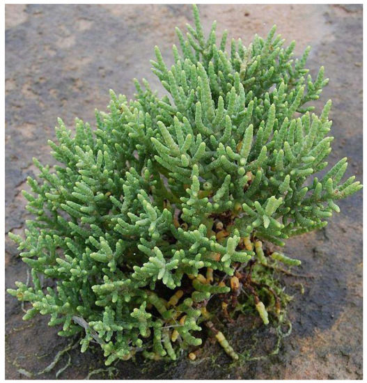 Salicornia bigelovii, S. brachiata and S. herbacea: Their Nutritional ...