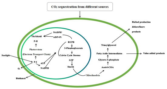 Macroalgae-Derived Multifunctional Bioactive Substances: The Potential ...