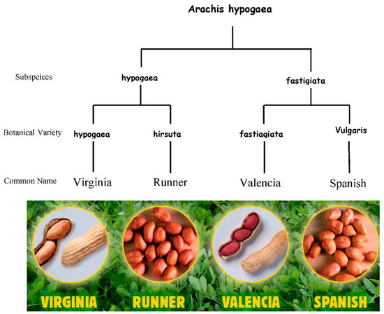 Influence of Peanut Varieties on the Sensory Quality of Peanut Butter