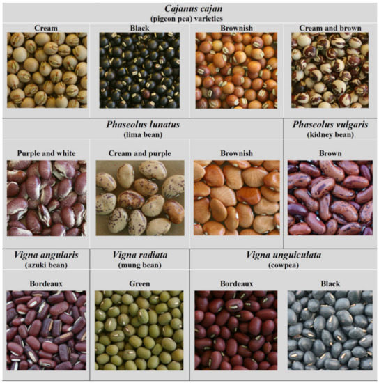 Diversity of Legumes in the Cashew Agroforestry System in East Timor ...