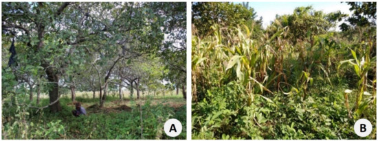 Diversity of Legumes in the Cashew Agroforestry System in East Timor ...