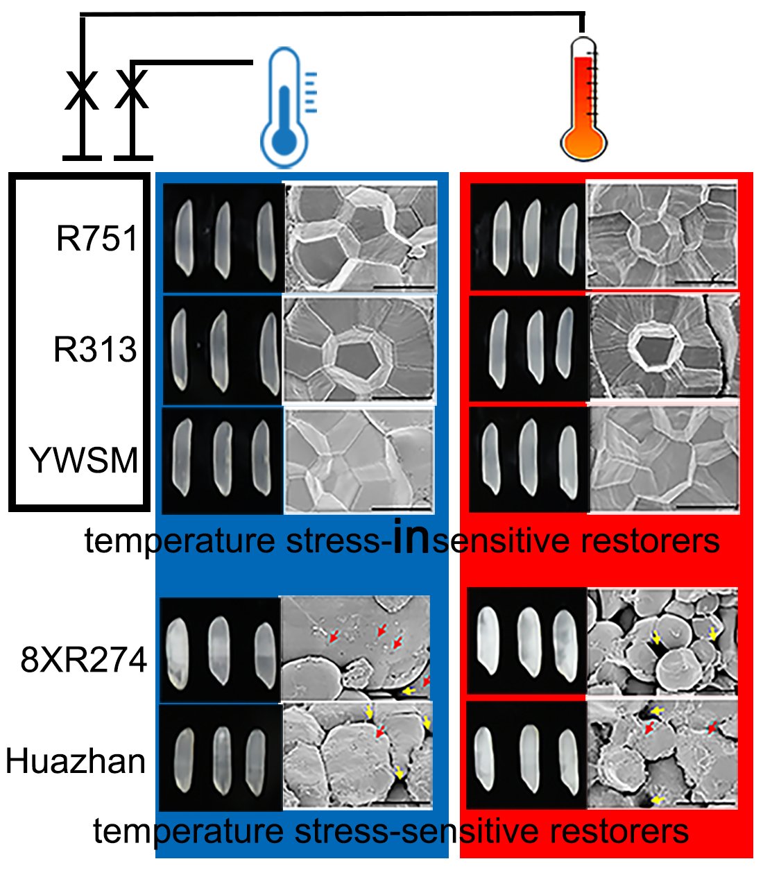 Foods | Free Full-Text | Grain Quality Characterization of Hybrid Rice ...