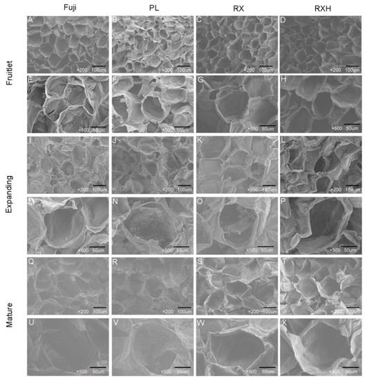 Variation in Cell Wall Metabolism and Flesh Firmness of Four Apple ...