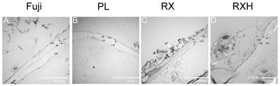 Variation in Cell Wall Metabolism and Flesh Firmness of Four Apple ...