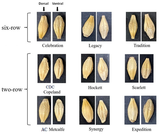 Multi-Barley Seed Detection Using iPhone Images and YOLOv5 Model