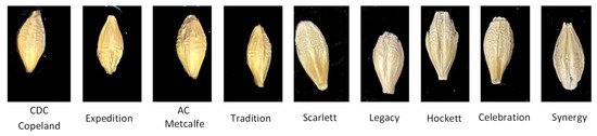 Multi-Barley Seed Detection Using iPhone Images and YOLOv5 Model