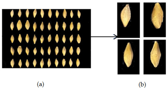 Multi-Barley Seed Detection Using iPhone Images and YOLOv5 Model