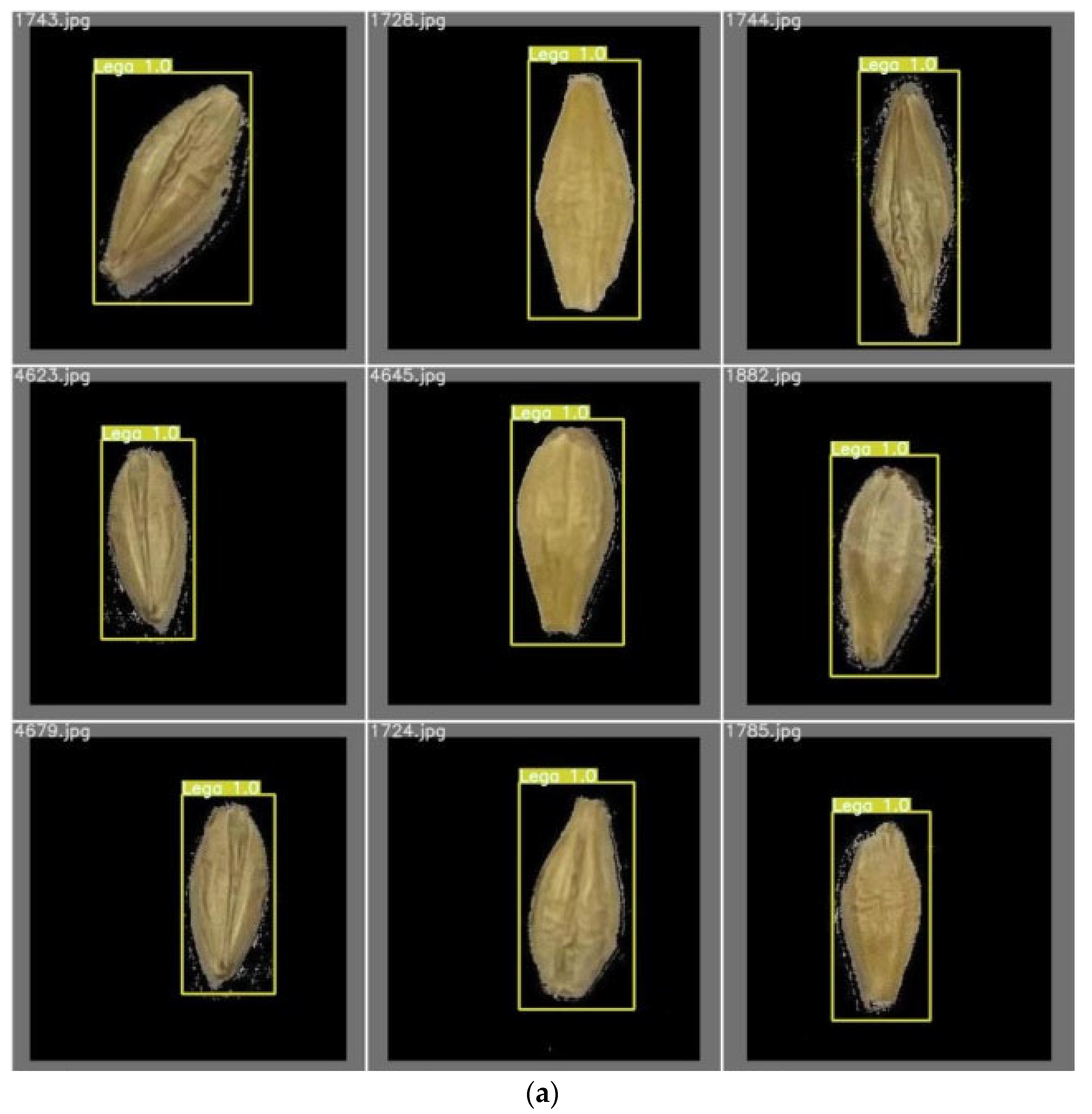 Multi-Barley Seed Detection Using iPhone Images and YOLOv5 Model