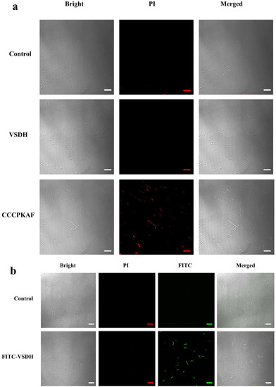 Molecular Insights into the Mode of Action of Antibacterial Peptides ...