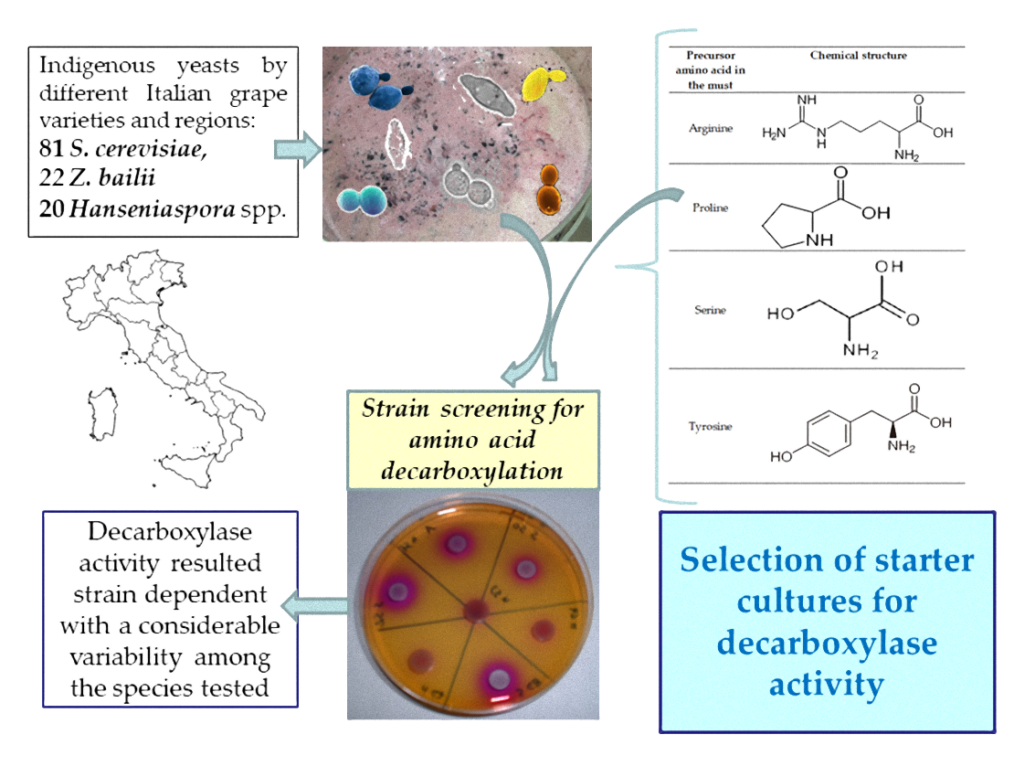 Foods | Free Full-Text | Screening of Saccharomyces and Non ...