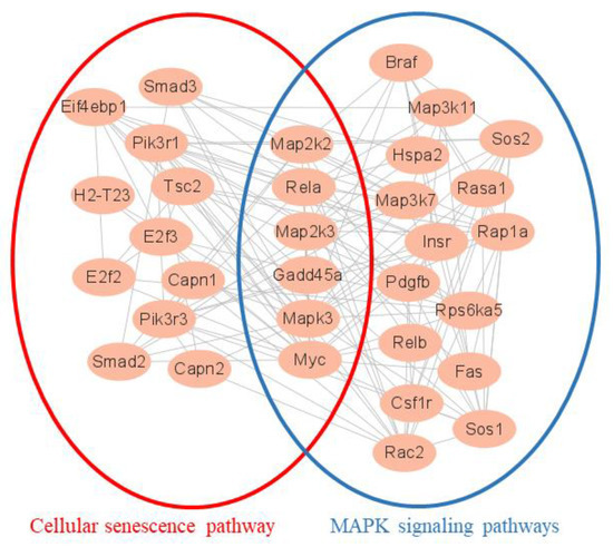 In Vitro Antioxidant Activity of Areca Nut Polyphenol Extracts on RAW264.7 Cells