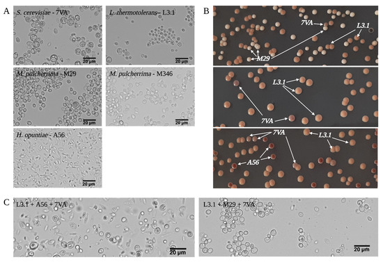 Synergetic Effect of Metschnikowia pulcherrima and Lachancea ...