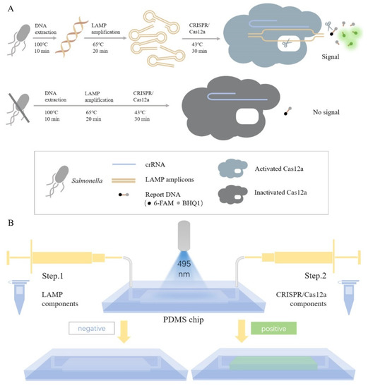 Accurate Detection of Salmonella Based on Microfluidic Chip to Avoid ...
