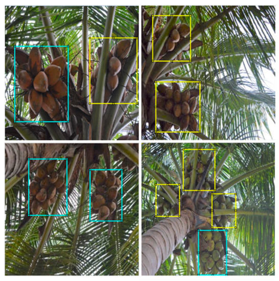 Detection of Coconut Clusters Based on Occlusion Condition Using ...