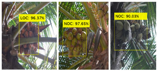 Foods | Free Full-Text | Detection of Coconut Clusters Based on Occlusion Condition Using ...