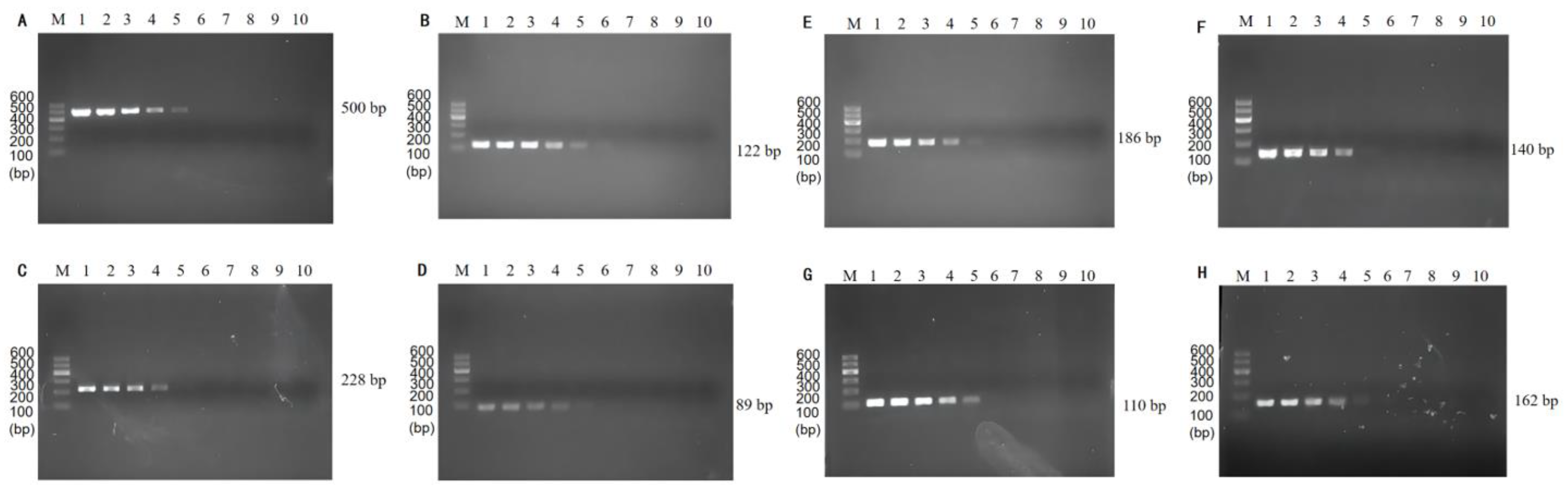 Multiplex Pcr Master Mix Recipe Besto Blog