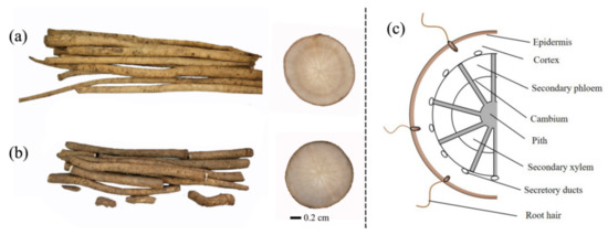 Visualizing the Spatial Distribution of Arctium lappa L. Root ...