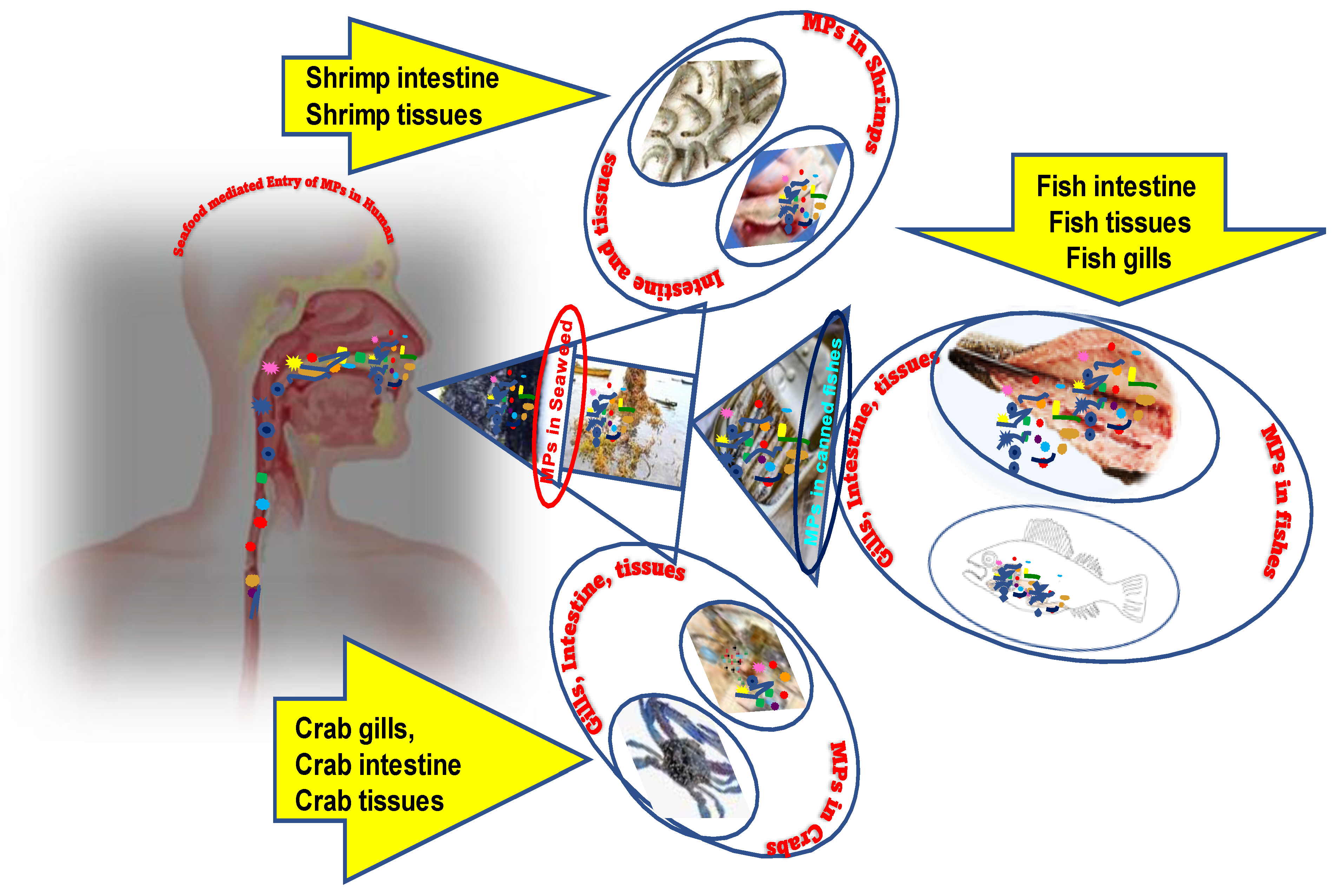 Overviewing the Ground Reality of Microplastic Effects on Seafoods ...