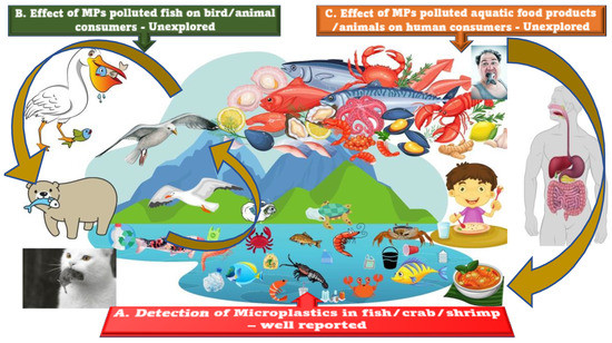 Overviewing the Ground Reality of Microplastic Effects on Seafoods ...