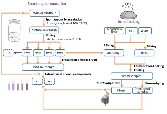 Foods | Free Full-Text | Ancient Wheat Varieties and Sourdough ...