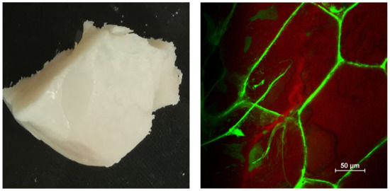 Development of Plant-Based Adipose Tissue Analogs: Freeze-Thaw and ...