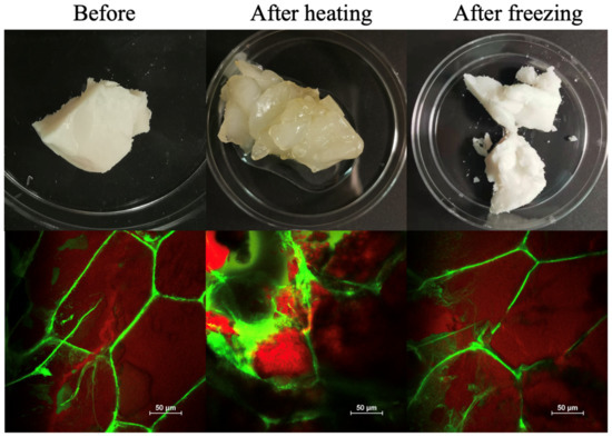 Development of Plant-Based Adipose Tissue Analogs: Freeze-Thaw and ...