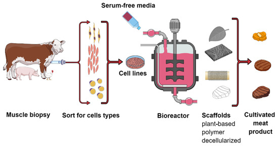 Sustainable Future Protein Foods: The Challenges and the Future of ...