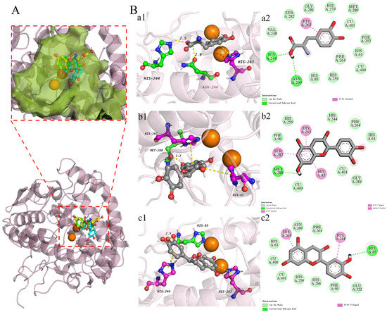 Exploring the Promotive Effects and Mechanisms of Different ...