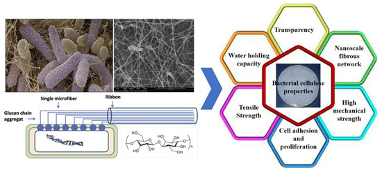 Bacterial Cellulose Nanofibril-Based Pickering Emulsions: Recent Trends ...