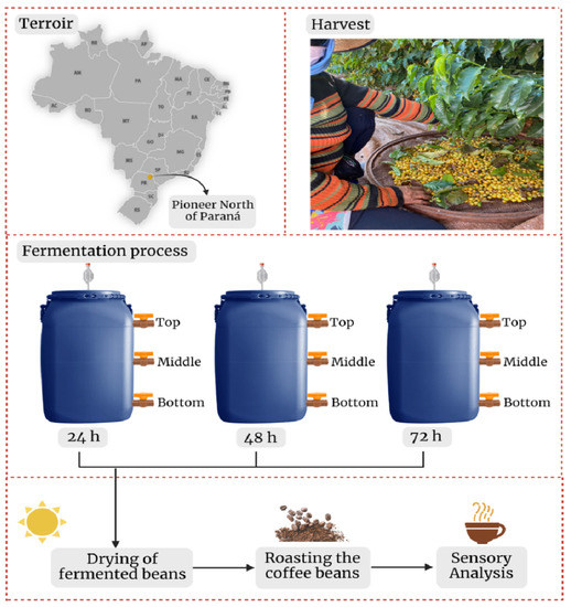 Understanding the Effects of Self-Induced Anaerobic Fermentation on ...