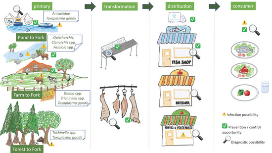 Foodborne Parasites and Their Complex Life Cycles Challenging Food ...