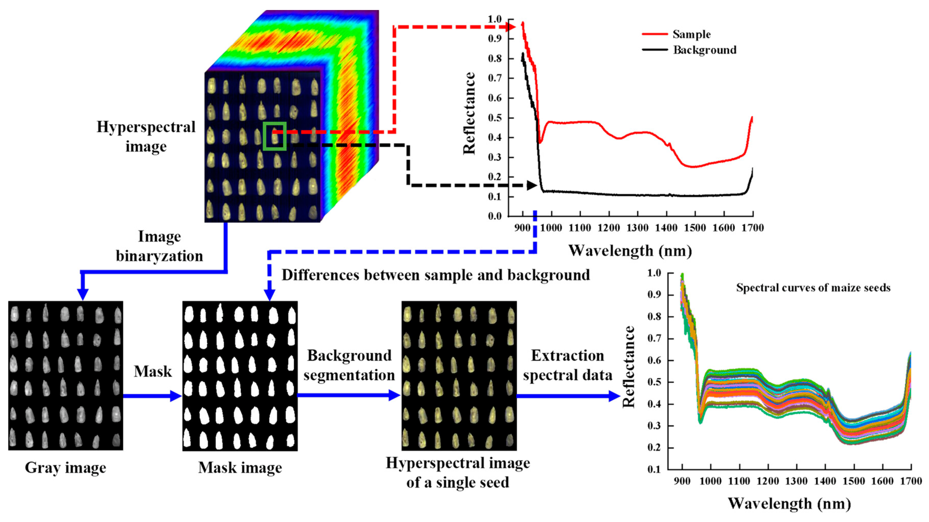 Identification of Defective Maize Seeds Using Hyperspectral Imaging Combined with Deep Learning