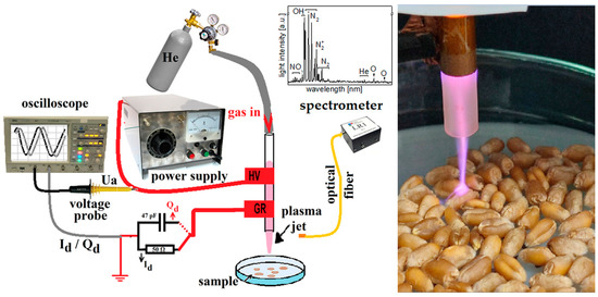 Helium Atmospheric Pressure Plasma Jet Effects on Two Cultivars of ...