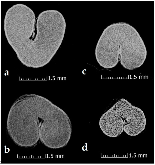 Helium Atmospheric Pressure Plasma Jet Effects on Two Cultivars of ...