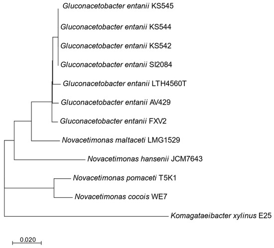 Comparative Genomics and Phenotypic Characterization of ...