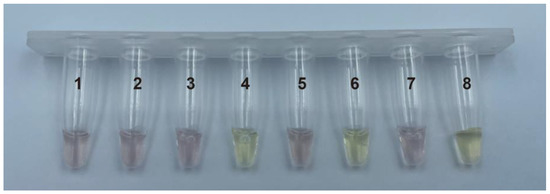A Rapid and Visual Method for Nucleic Acid Detection of Escherichia ...