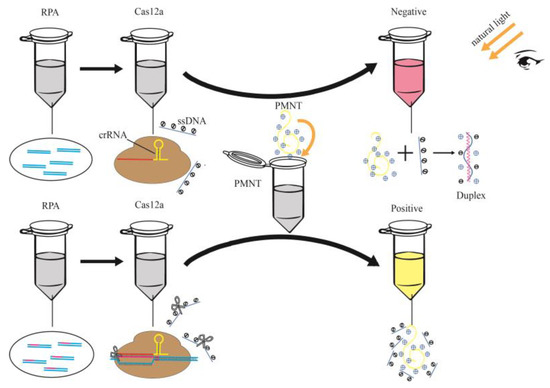 A Rapid and Visual Method for Nucleic Acid Detection of Escherichia ...