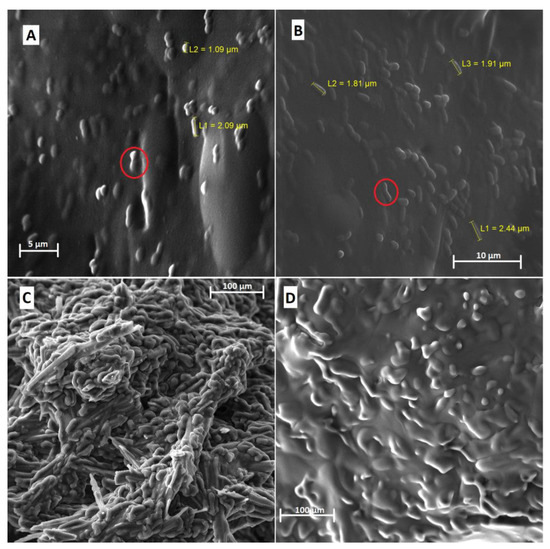 Microencapsulation of Probiotics by Oil-in-Water Emulsification ...