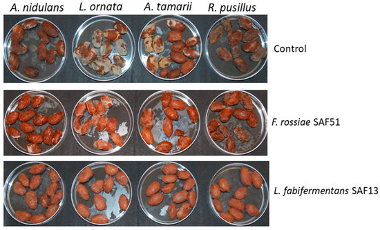 Fine Cocoa Fermentation with Selected Lactic Acid Bacteria ...