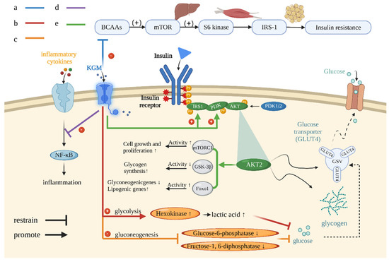Konjac Glucomannan: An Emerging Specialty Medical Food to Aid in the ...