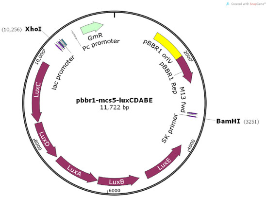 Application of the Luminescent luxCDABE Gene for the Rapid Screening of ...