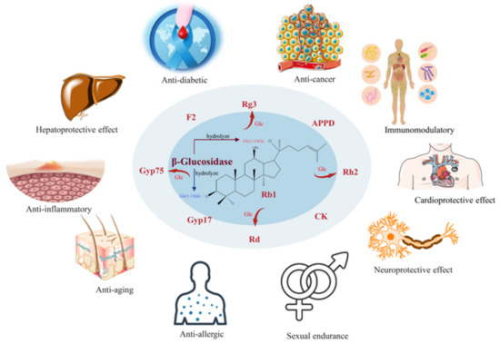 Progress in the Conversion of Ginsenoside Rb1 into Minor Ginsenosides Using β-Glucosidases