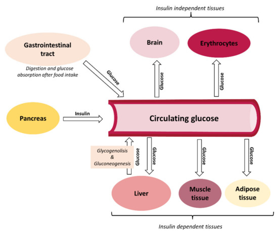 Glycemic Responses of Milk and Plant-Based Drinks: Food Matrix Effects