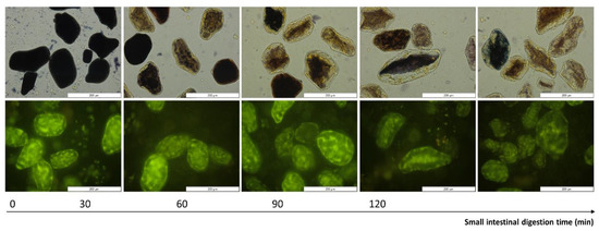 How Cooking Time Affects In Vitro Starch and Protein Digestibility of ...